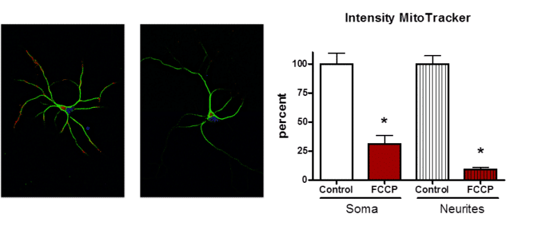Mitochondrial Activity (MitoTracker) – QPS Neuropharmacology