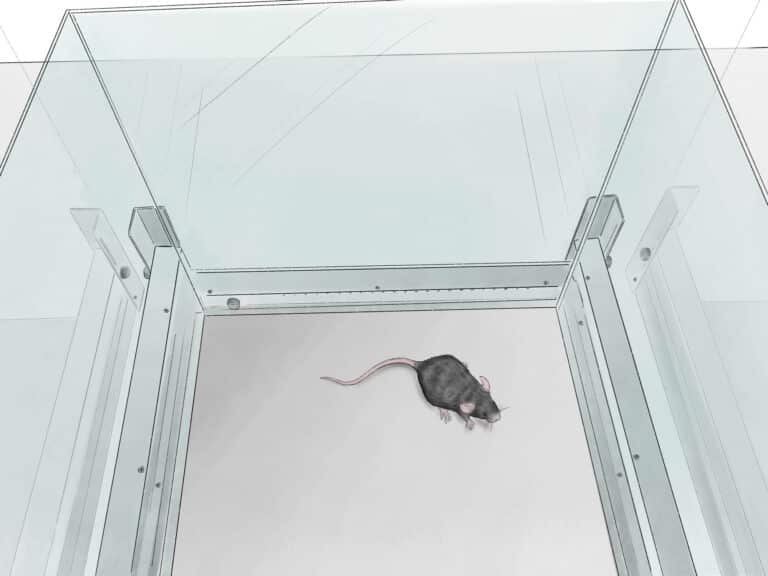 Open Field Test – QPS Neuropharmacology